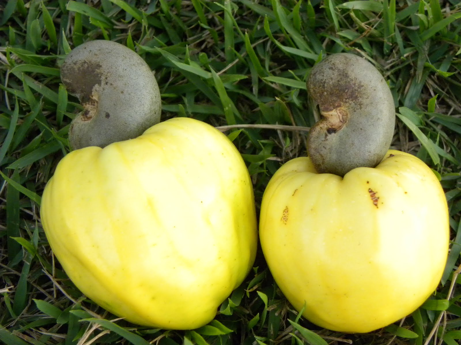 SINTIENDO SUDAMÉRICA: FRUTAS TROPICALES