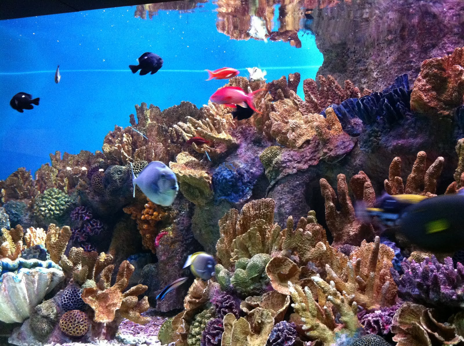 Mackays of Massachusetts: New England Aquarium