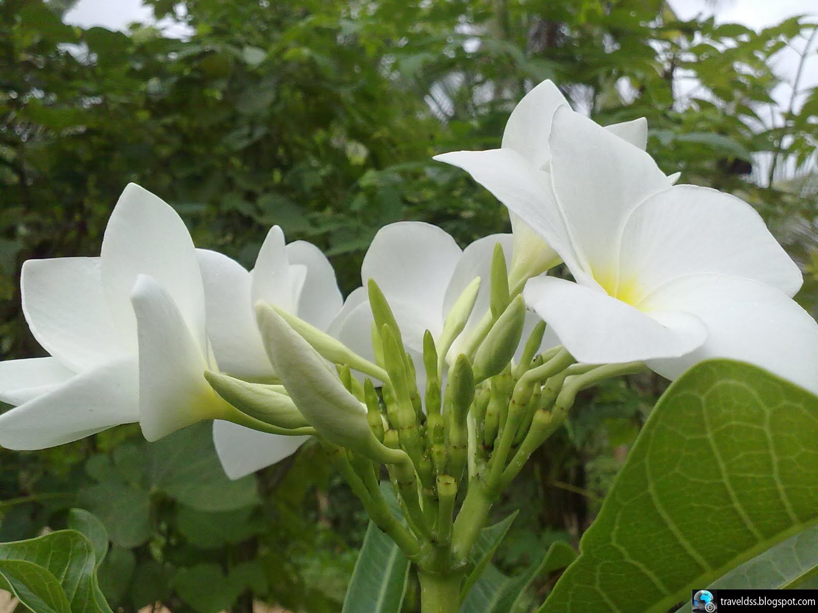 DS Crew: Temple flower (Araliya/අරලිය)