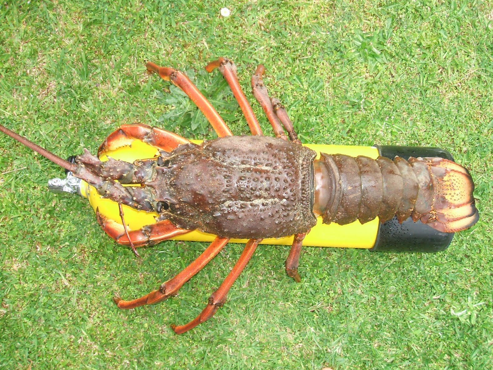 Fishing Pictures Worldwide: Monster Packhorse NZ Crayfish(Rock Lobster)