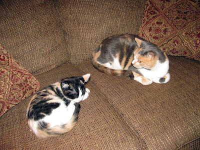 Controlling My Chaos: Kitten Britches Meets Ginormicat