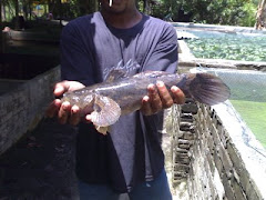 hanafiah the fish farmer: ikan linang