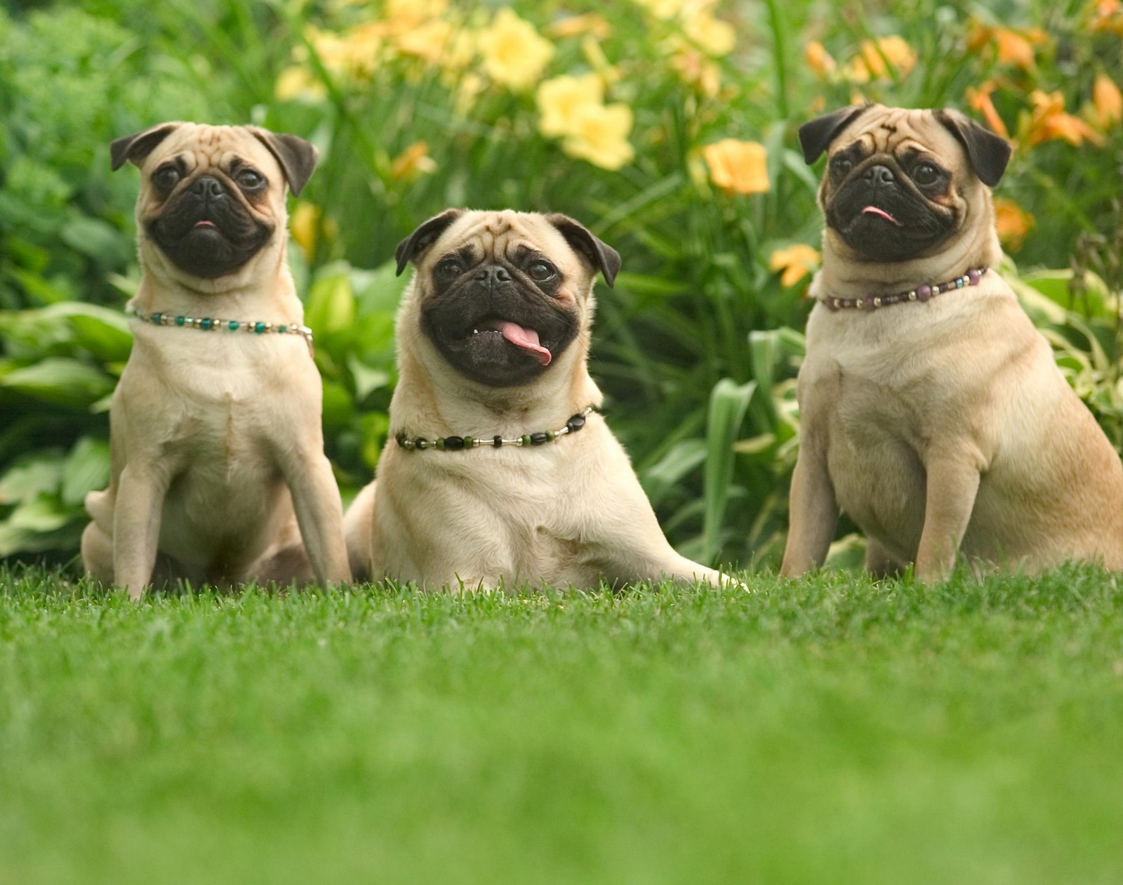 Pug Puppies For Sale