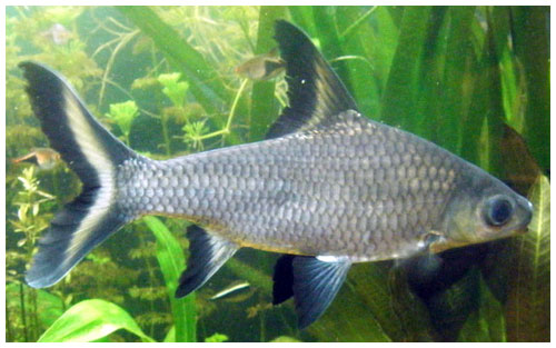 Carnes y Carnes: LOS PECES POR SU FORMA