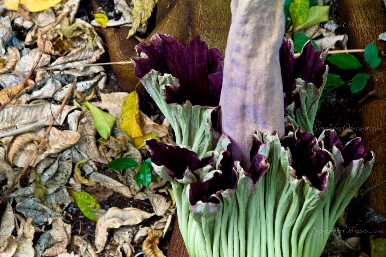 November Obscura: Corpse Flower- Amorphophallus titanum