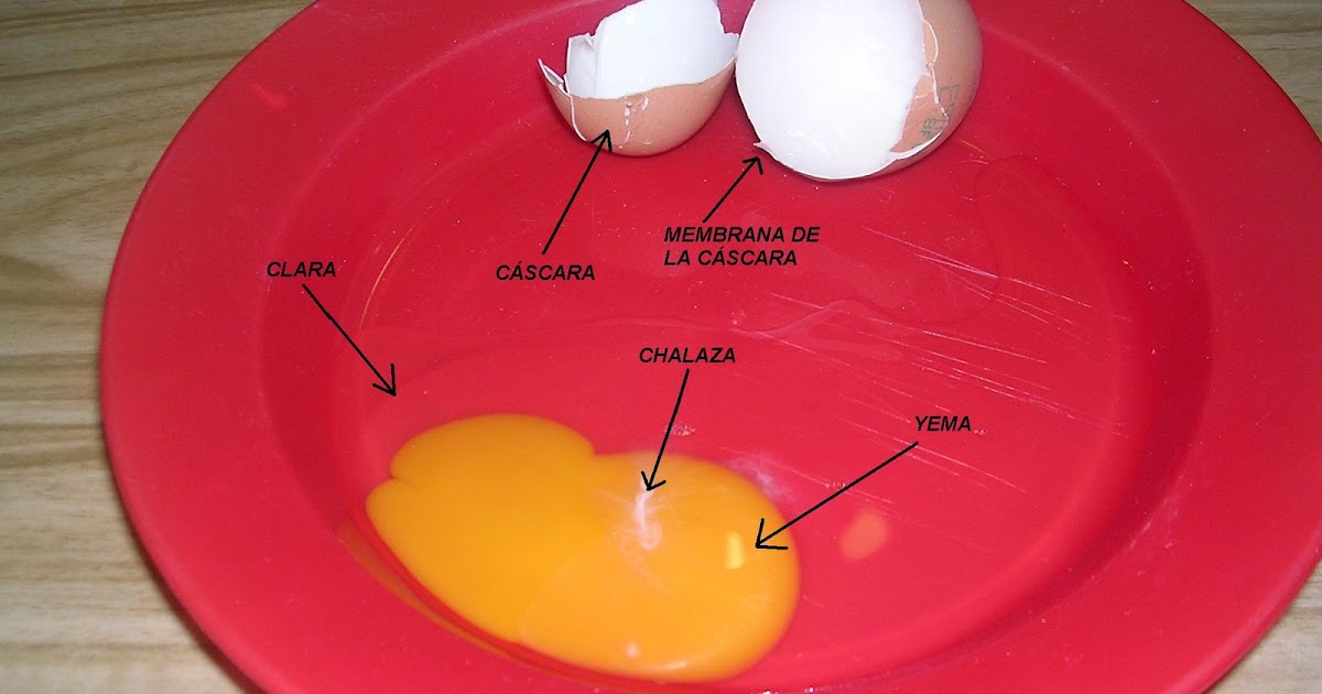 Aula de apoyo: Avance sin límite: PARTES DEL HUEVO