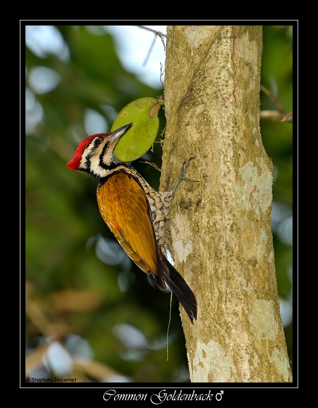 SELECTED IMAGES: Common Goldenback