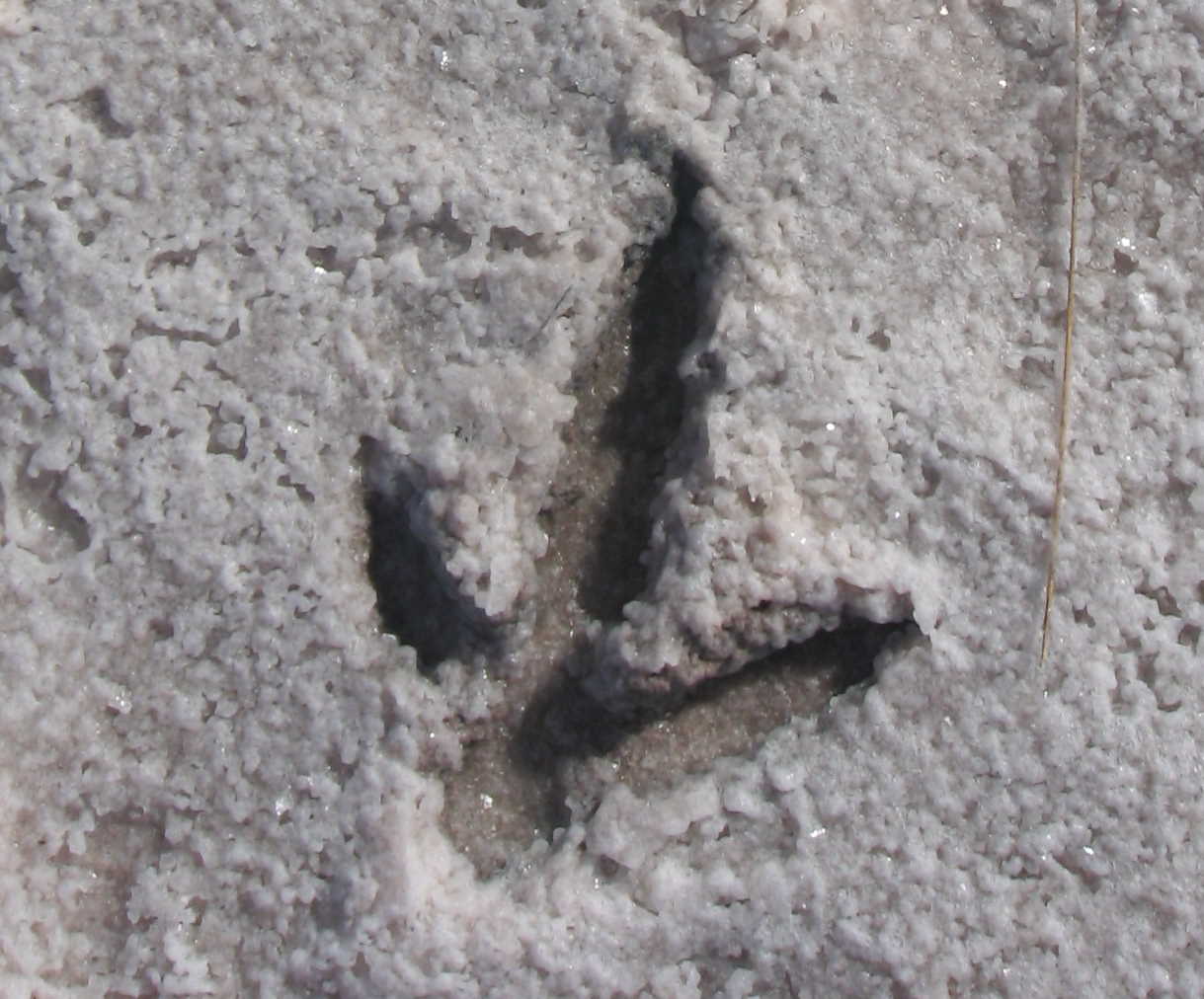 Torwen's Blog: January 2011