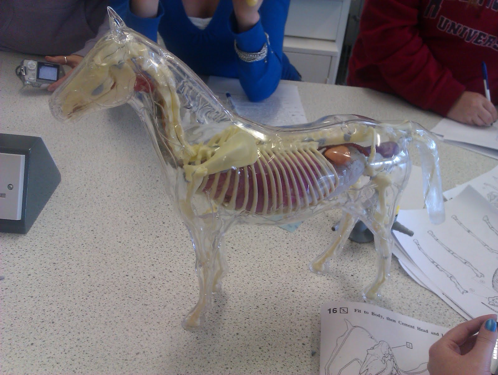 Lewis' Blog: Equine assessment...