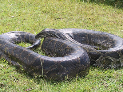 The Column: Dumped 20-foot pythons could settle in U.S.