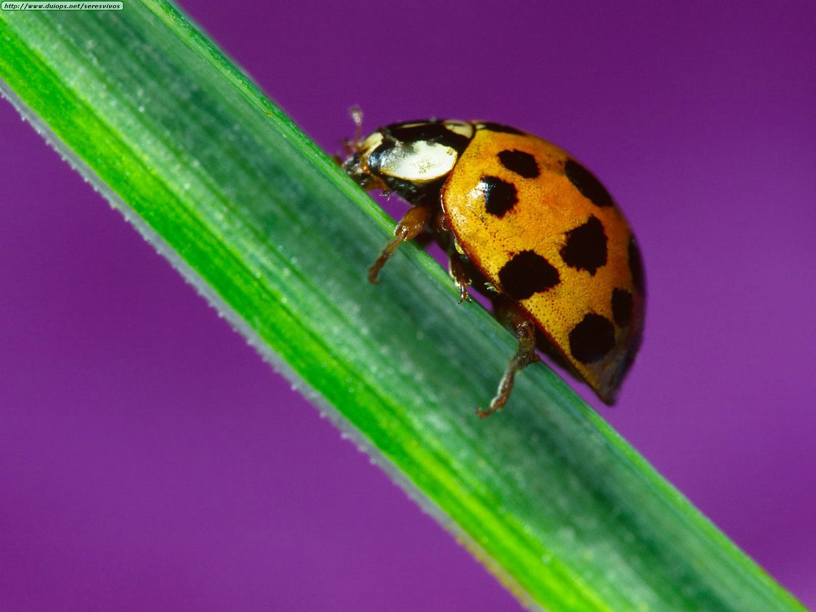 Luz Maria Florez: Insectos. Artropodos. Invertebrados. Reino Animal.