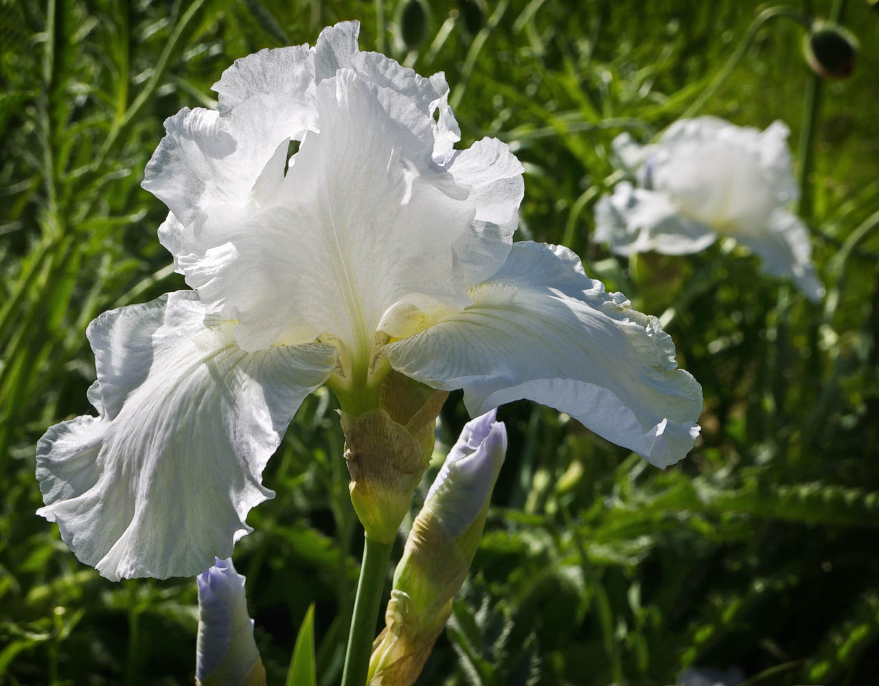 Jim Cox Photos: White Iris