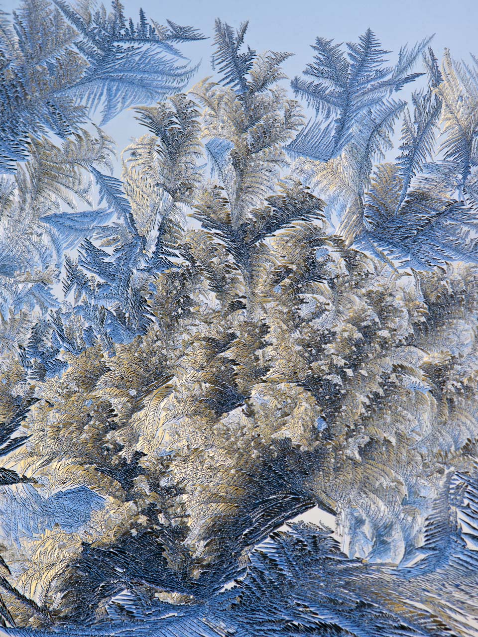 Jim Cox Photos: Frost Ferns