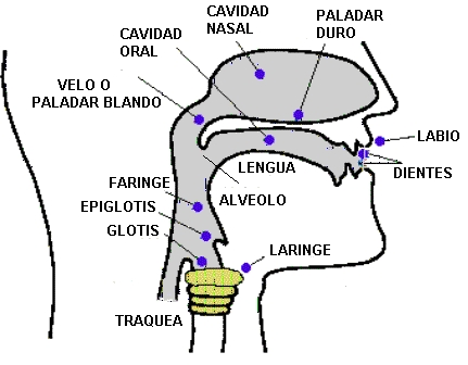 Manual Para Padres Sobre Anatomofisiologia del Sistema Fonatorio y ...
