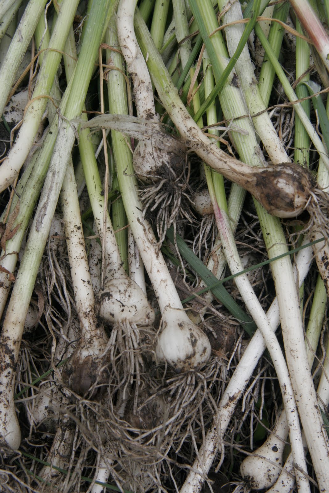 Garden Bytes from the Big Apple: wild about wild onions