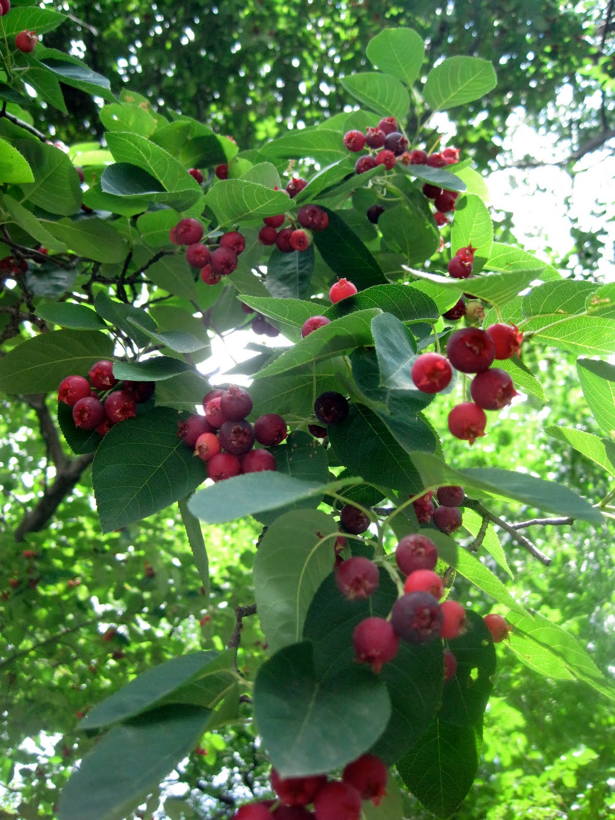 Garden Bytes from the Big Apple: Berry Alert!