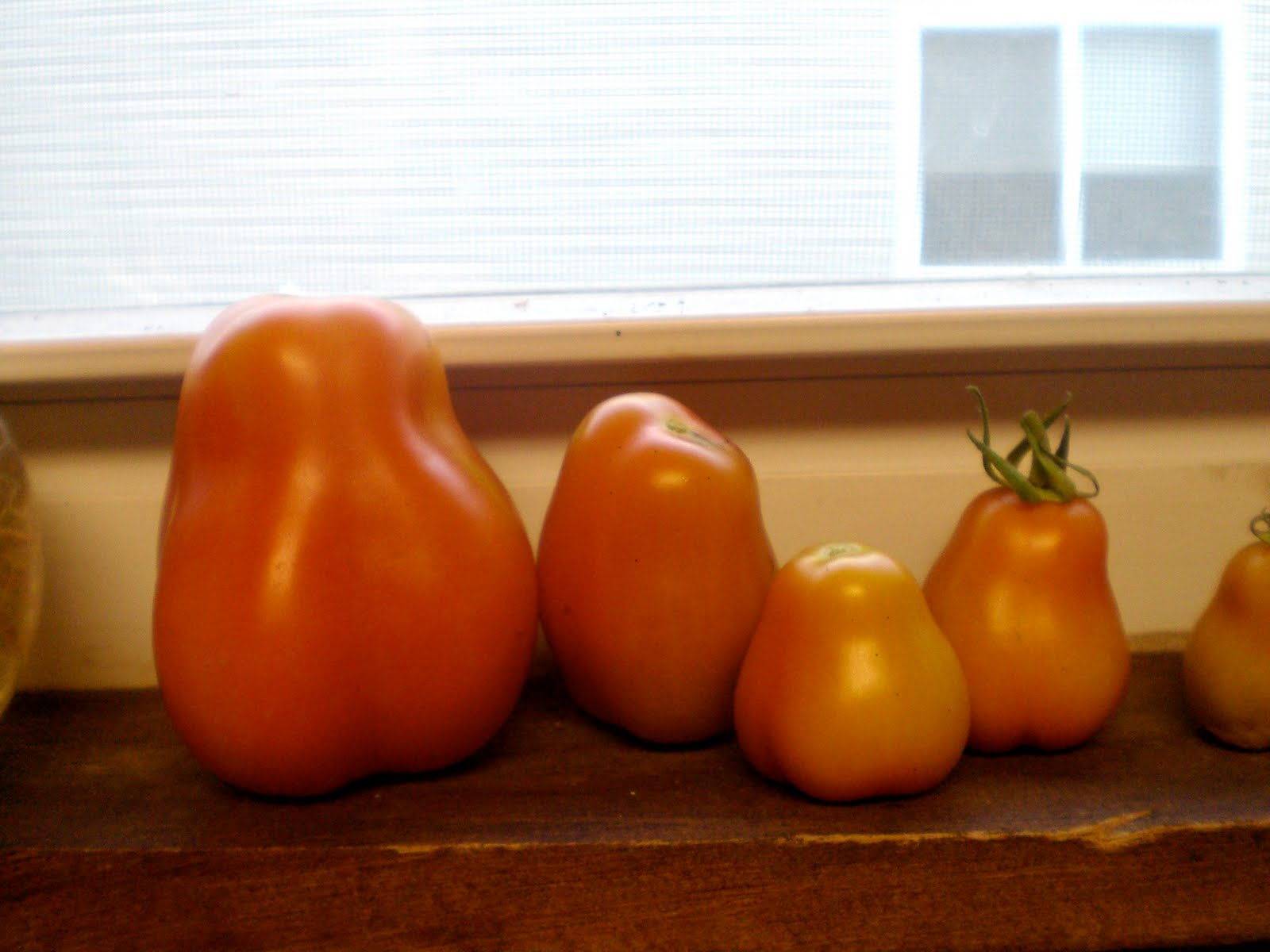 gardening in the boroughs of nyc: Different Size Tomatoes