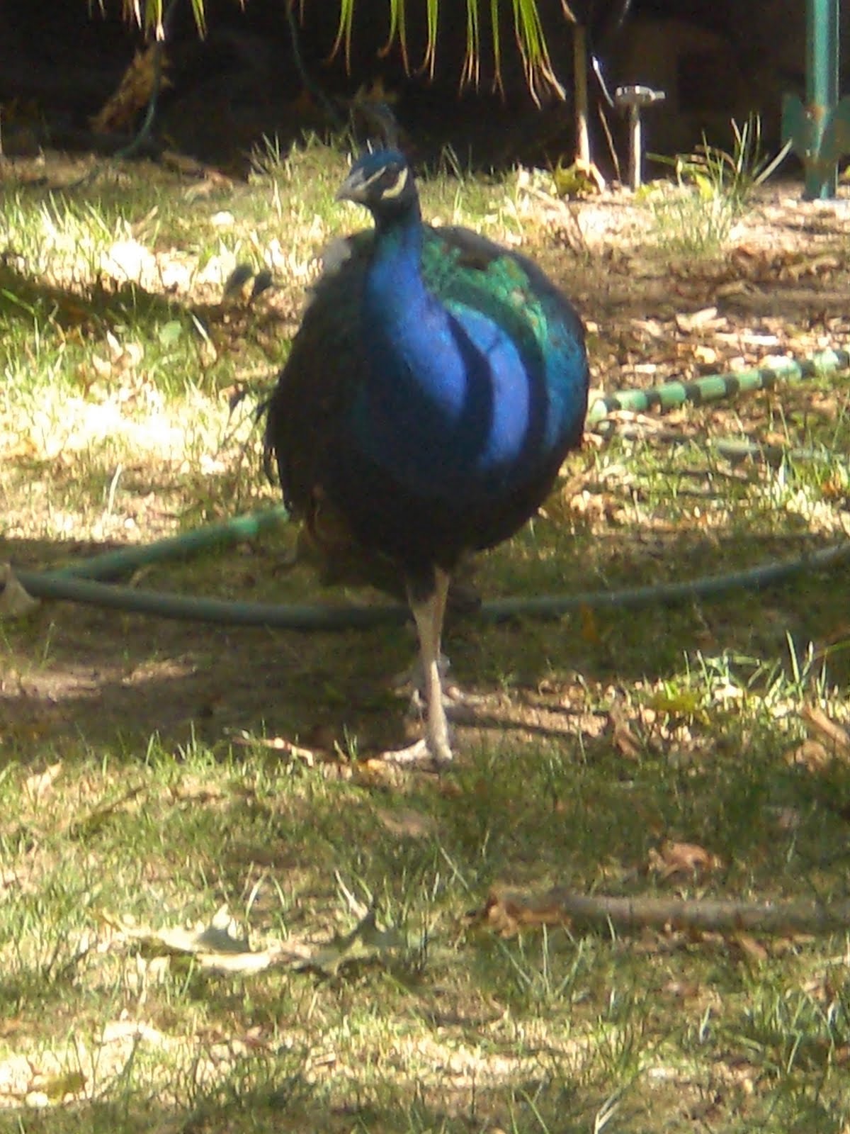 Furry Paws A Peacock