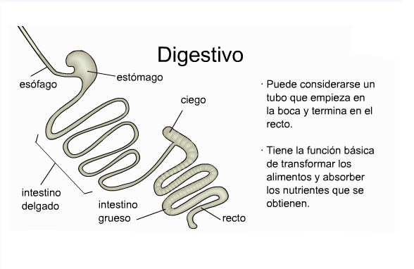 porcinos: Anatomia del cerdo