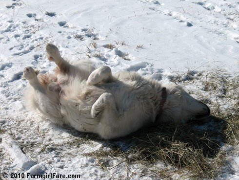 Wolf Rolling On Back