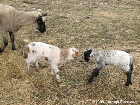 Farmgirl Fare: Saturday Dose of Cute: Tiny Tussle