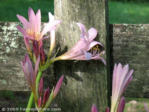 In My Kitchen Garden: Garden Journal 7/28/09:Growing and Loving ...