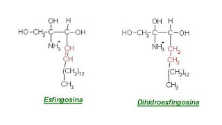 MtraBurgos: LÍPIDOS