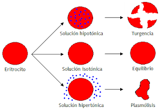 Medicina básica: Ósmosis (π)