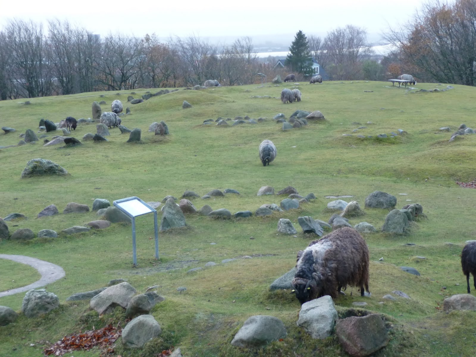 The Jensen Juice: Viking Graveyard & Knarly Sheep