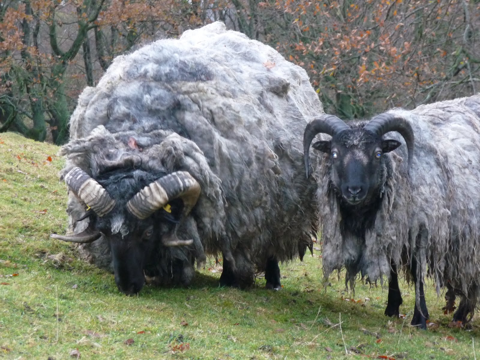 The Jensen Juice: Viking Graveyard & Knarly Sheep