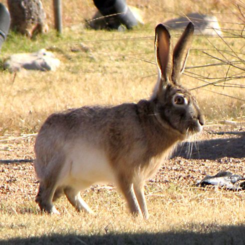 Palms - Americana: Ranch Heritage Center