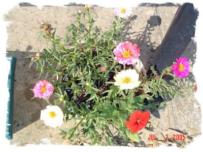 Cheryl's Perennial Selections: Portulaca or Mexican Roses-Annual