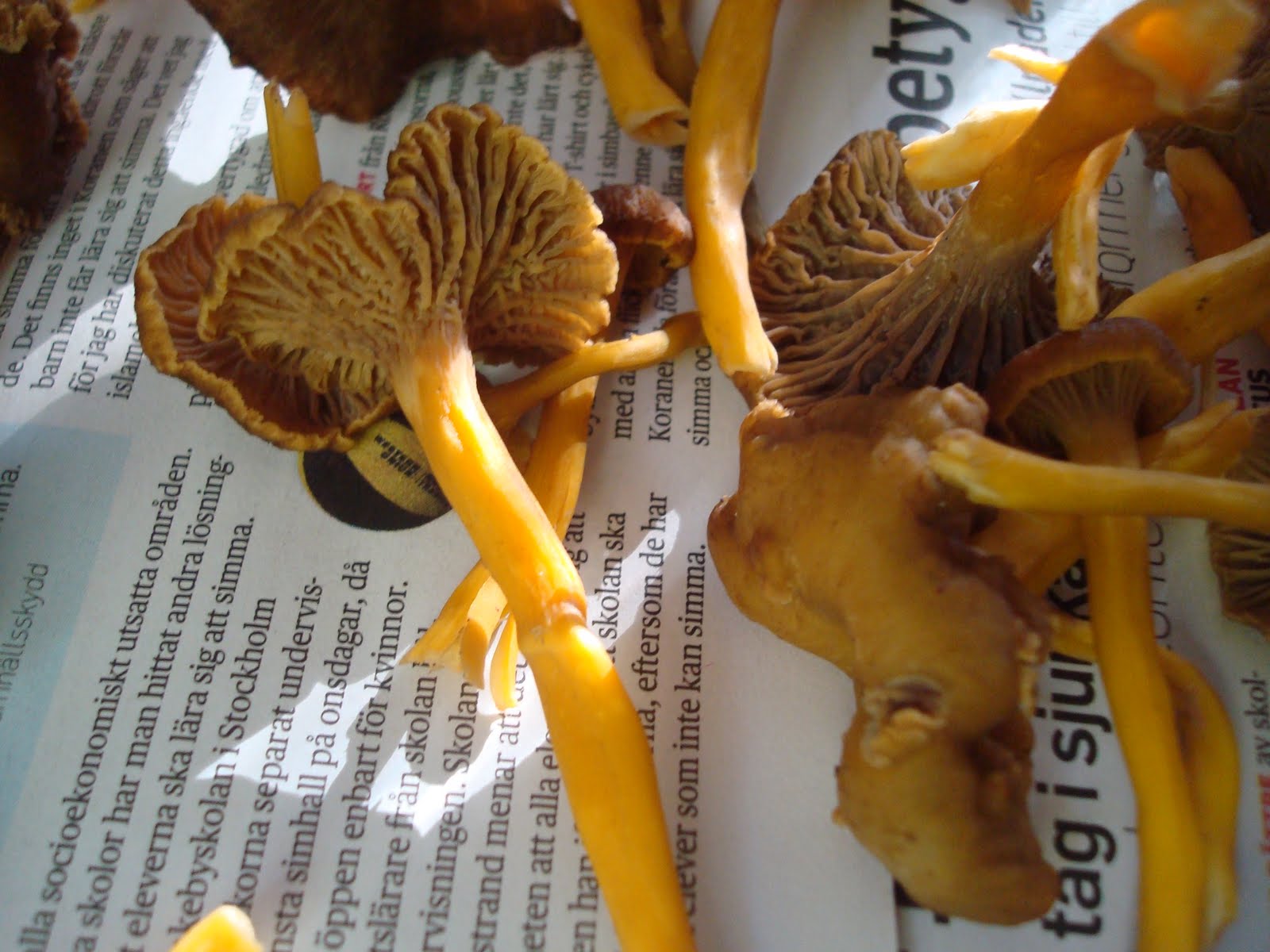 Husmorsskolan: Torka trattkantareller och laga godaste svamppajen!