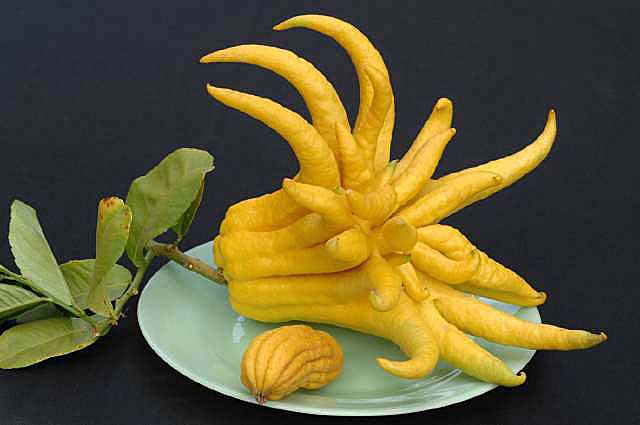 beauty of the world, the beauty of my world: Amazing and odd fruits ...