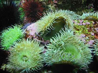Pollyanna Sullivan: Weird and Wonderful Sea Plants