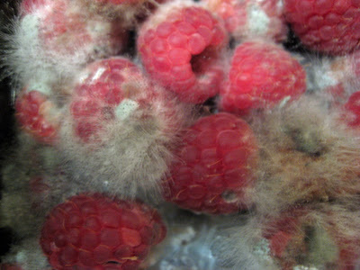 Pollyanna Sullivan: Some Mouldy Raspberries