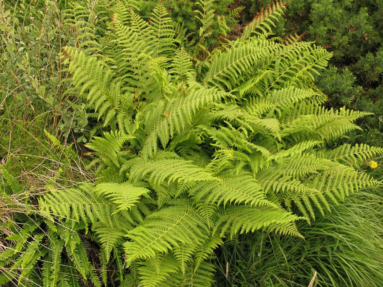 Islay Natural History Trust: Two ferns