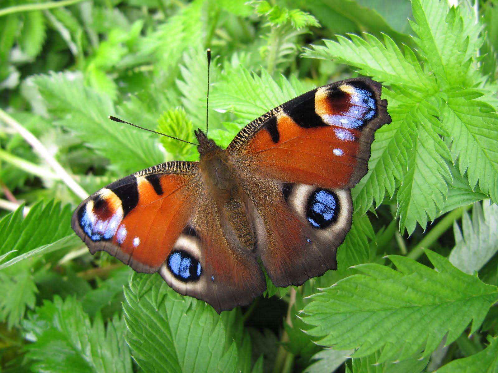 Islay Natural History Trust: Peacock Butterfly (Inachis io)