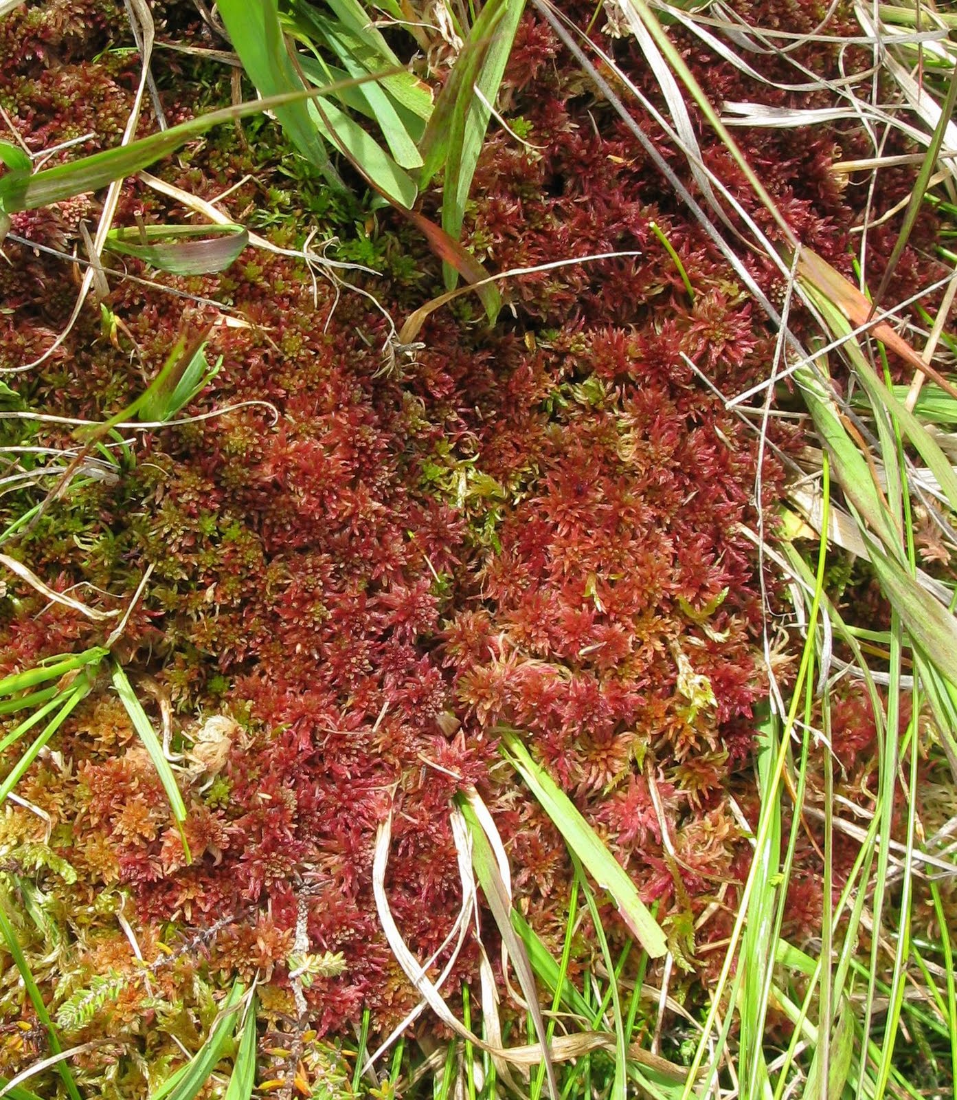 Islay Natural History Trust: Sphagnum mosses