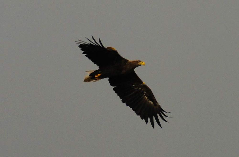 Islay Natural History Trust: Sea Eagles breed on Islay for first time
