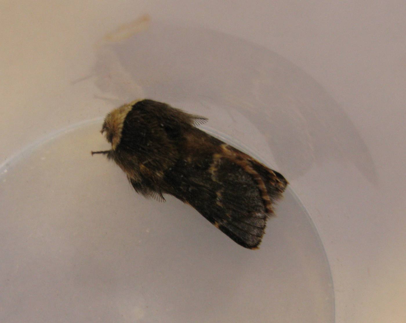 Islay Natural History Trust: December Moth