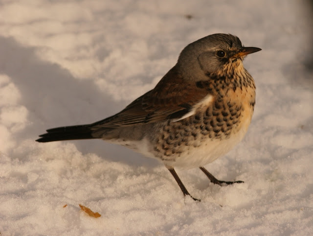 Islay Natural History Trust: Fieldfare (Turdus pilaris)