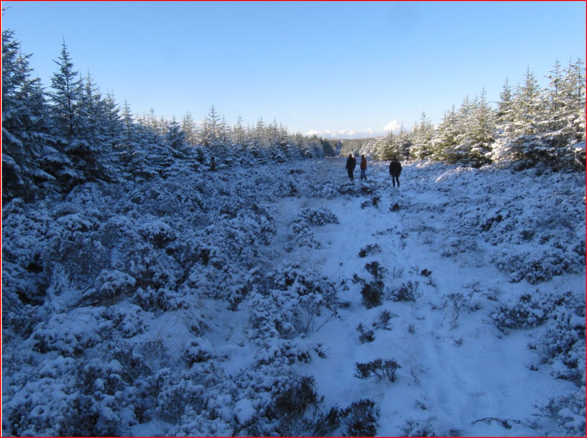 Islay Natural History Trust: Sitka Spruce (Picea sitchensis)