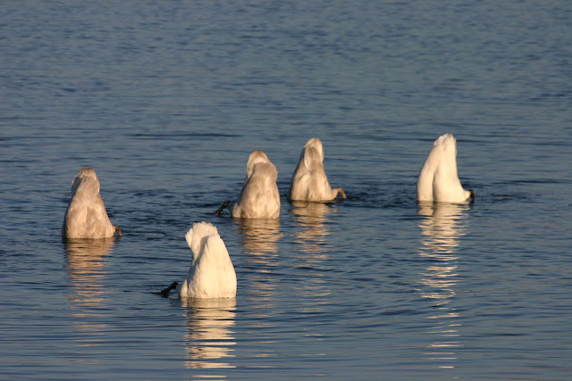 Islay Natural History Trust: Identifying swans