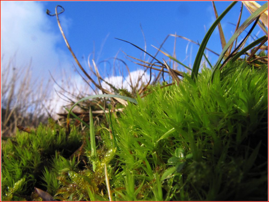 Islay Natural History Trust: Extraordinary colours