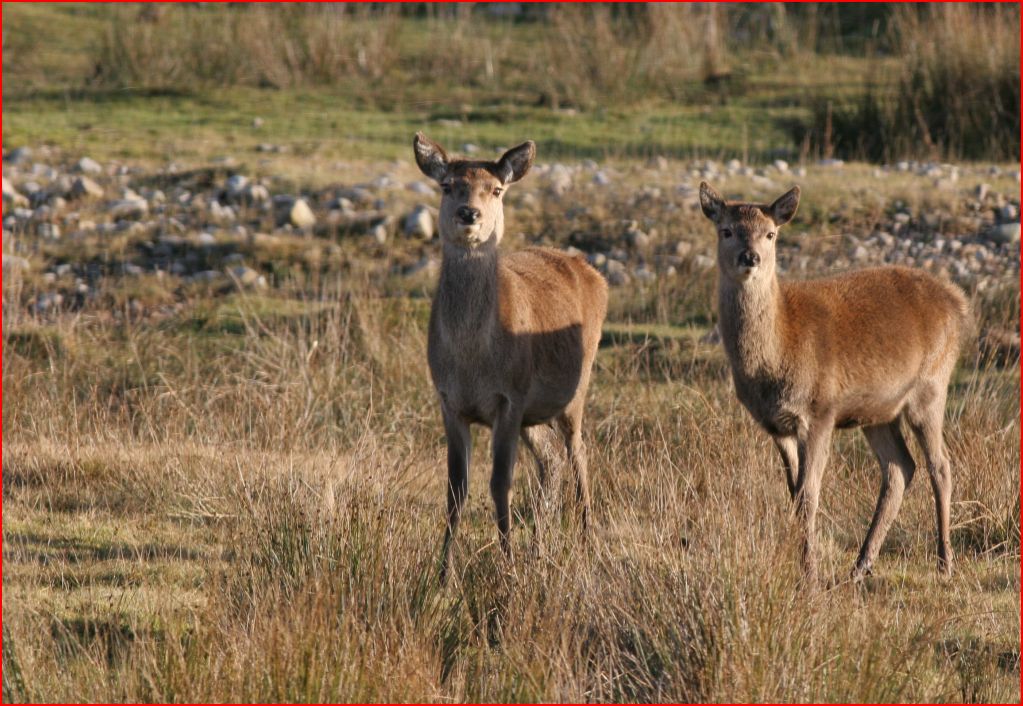 Islay Natural History Trust: WILD DEER BEST PRACTICE GUIDANCE ...