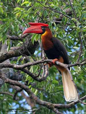 I love Nature: enggang