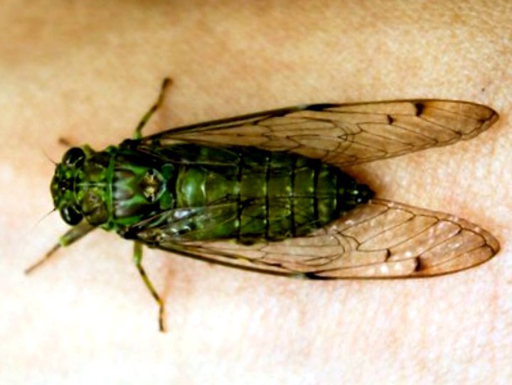 Pomponia lactea, green cicada from rejang land, south west Sumatra ...