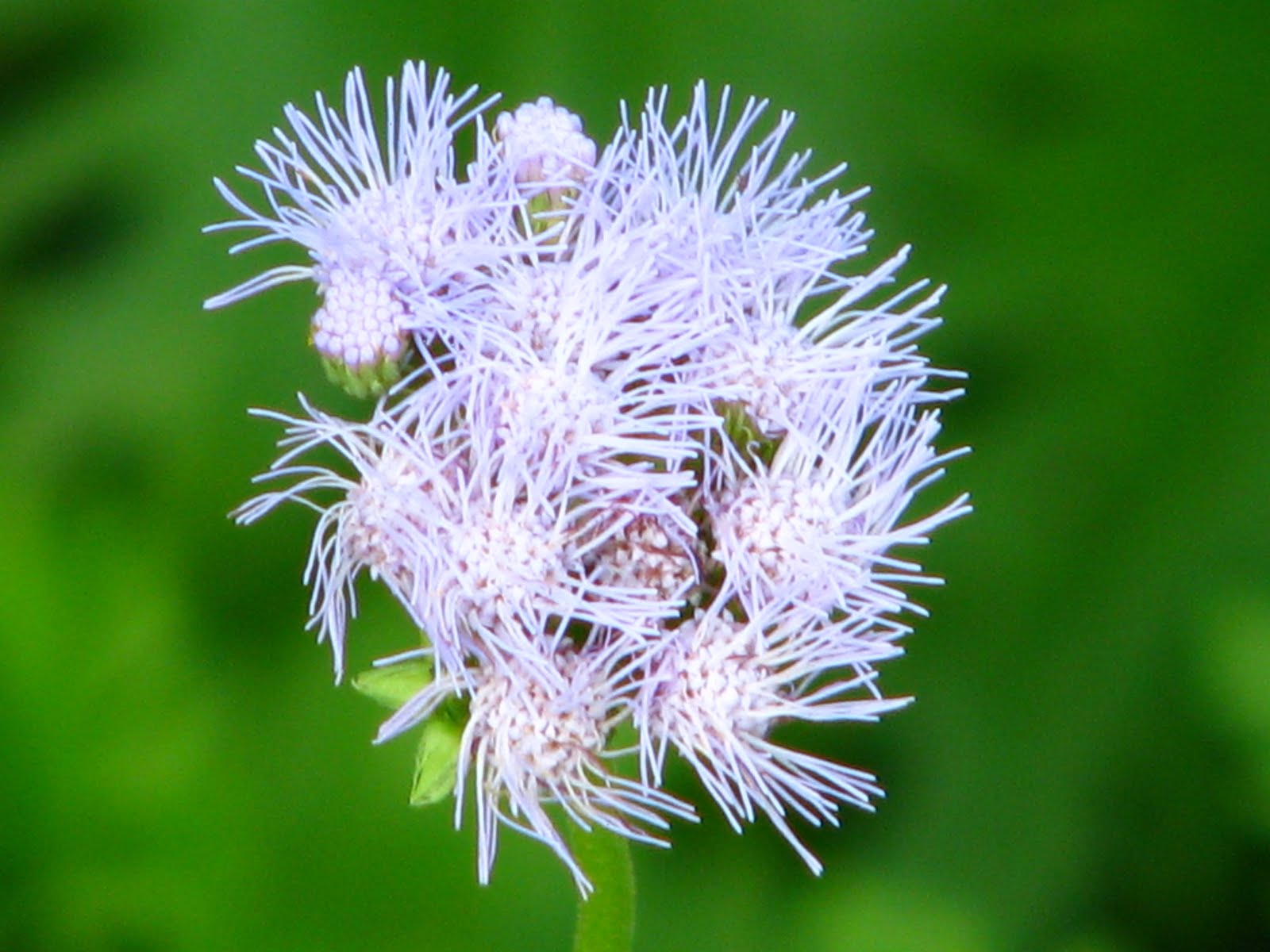 Plano Prairie Garden: Prairie Fireworks