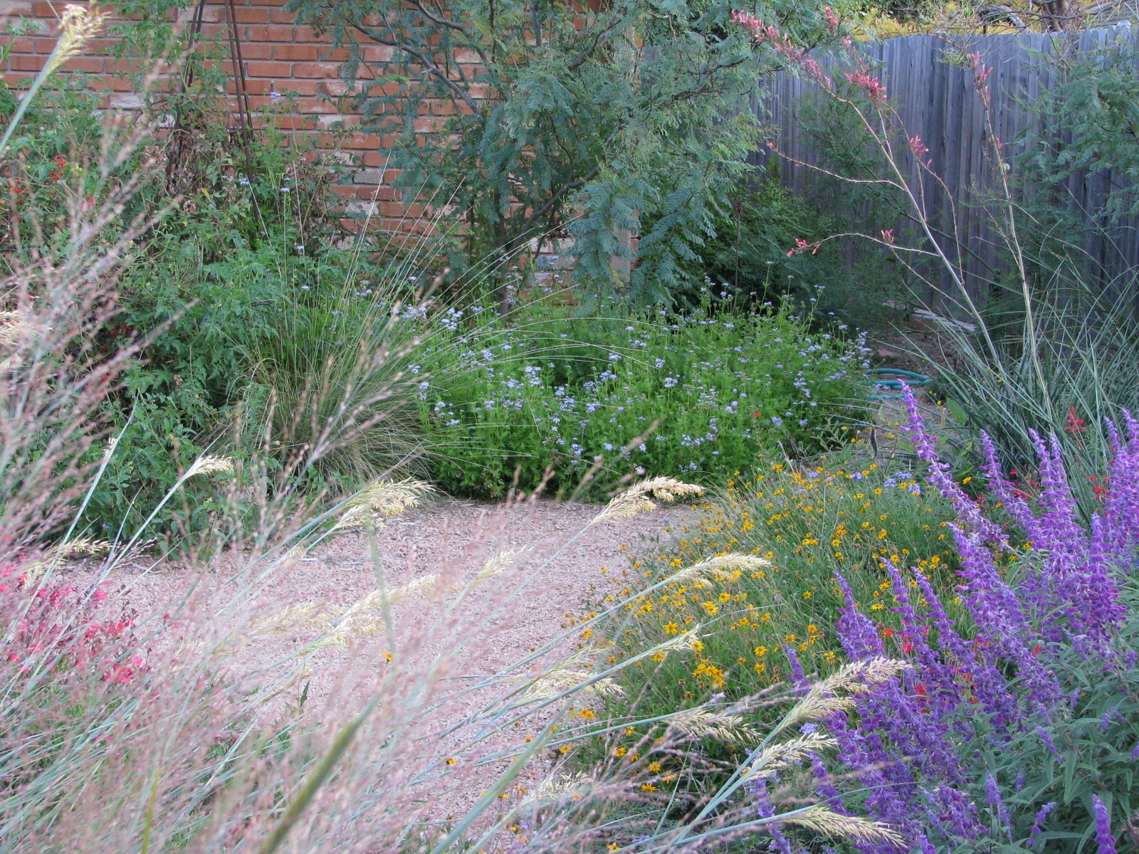 Plano Prairie Garden: Fall on the Prairie